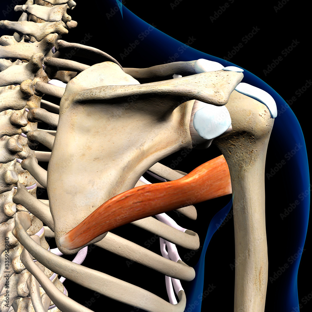 Teres Major Muscle Isolated in Posterior View Human Anatomy on Black ...