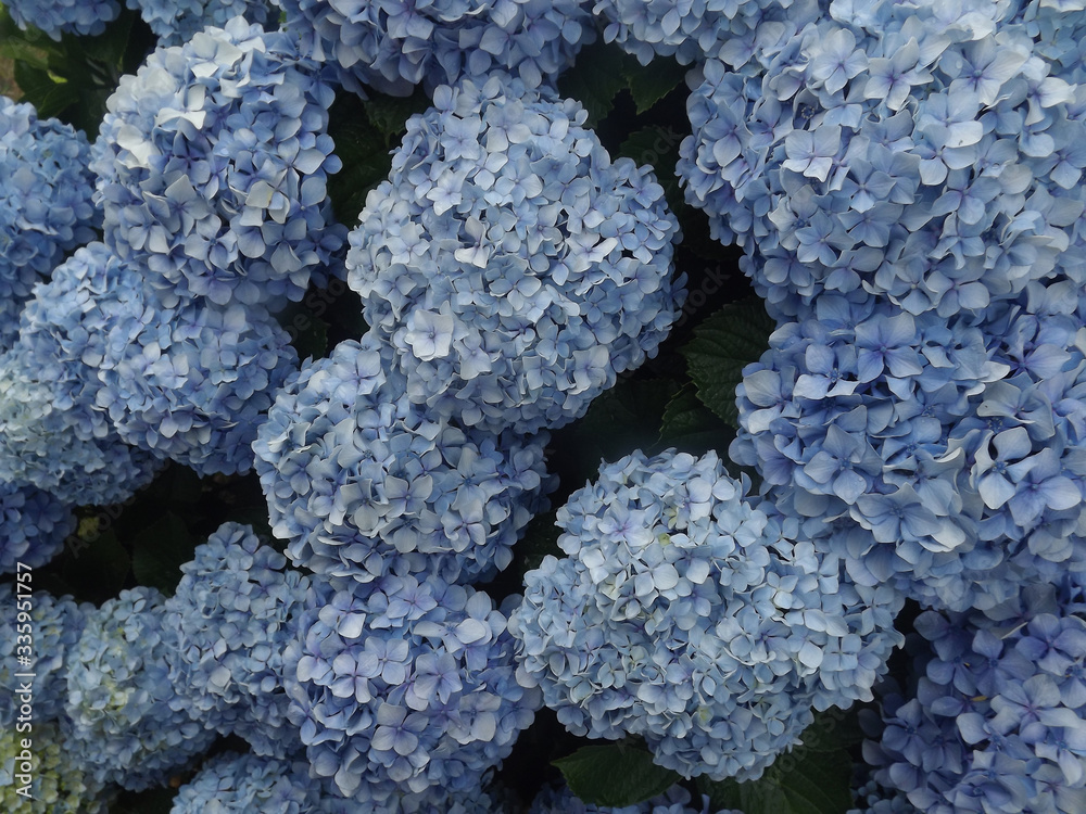 A mass of blue hydrangea plant with flowers growing in a garden ...