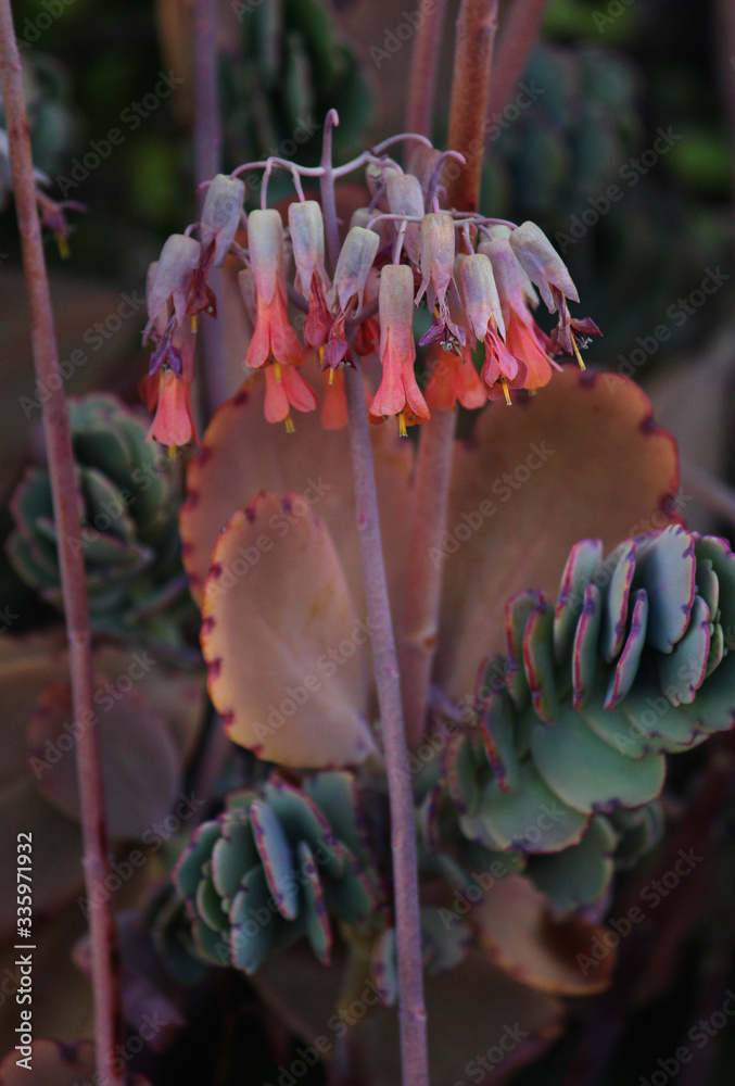 Foto de Succulent orange flowers, Bryophyllum delagoensis also known as ...