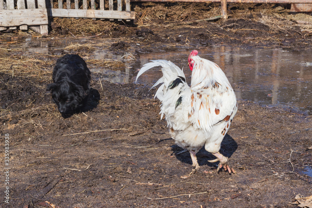A white proud rooster looks at a small black dog, a rustic free animal ...