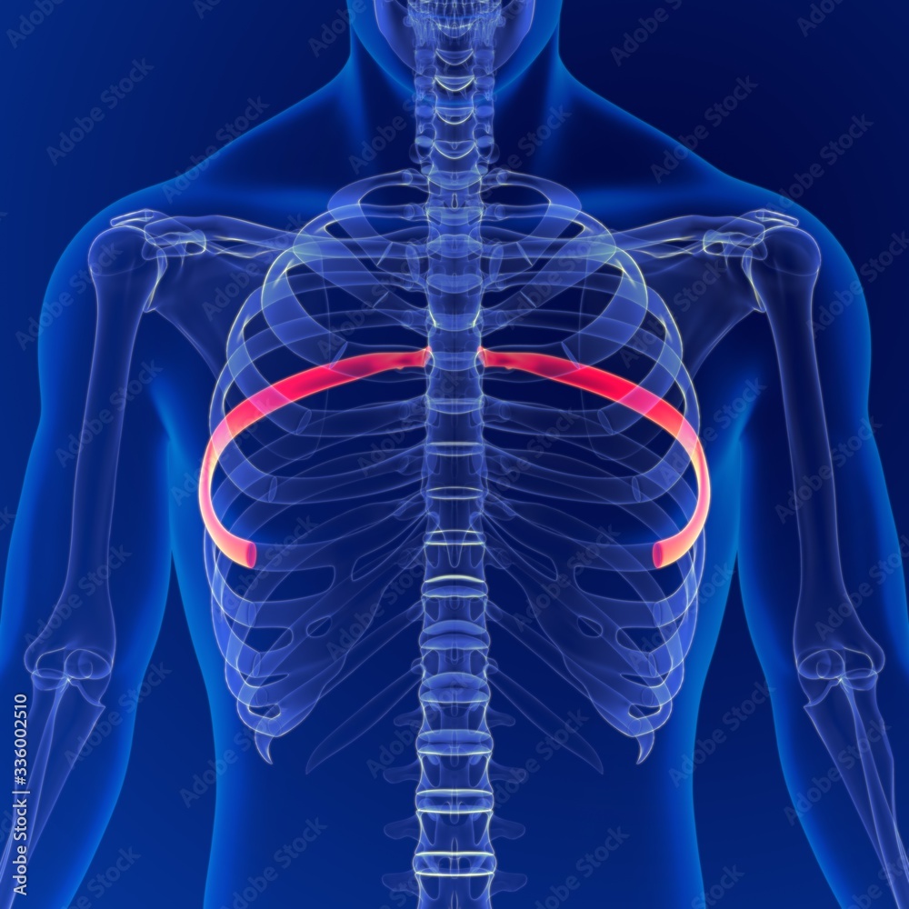 Human skeleton anatomy Rib Cage 6th Bone 3D Rendering For Medical ...