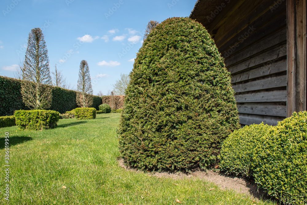 Taxus baccata. Evergreen trimmed coniferous tree in back yard of ...