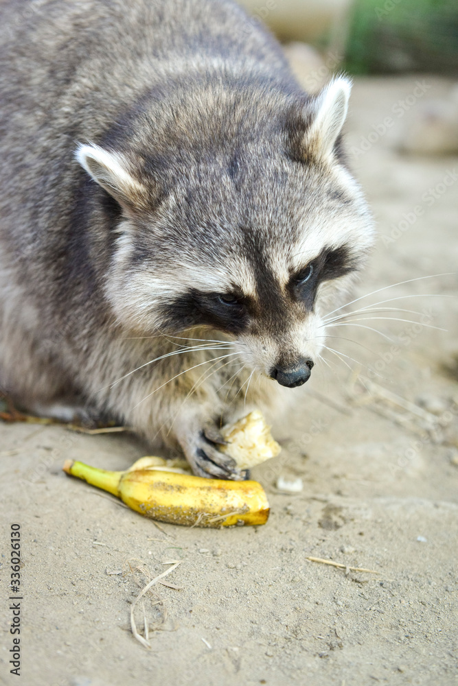 raton laveur mangeant des fruits avec plaisir Stock Photo | Adobe Stock