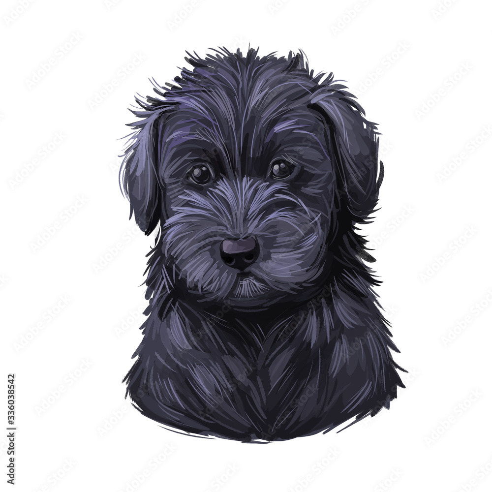 Schnoodle Puppy digital art illustration isolated on white. Stock ...