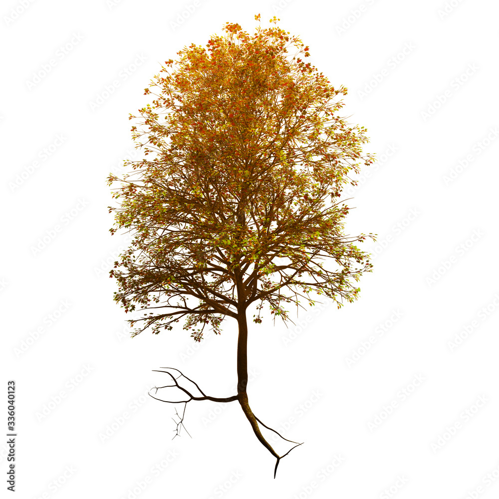 happy tree in autumn with lots of leaves and roots lit by warm sunlight ...