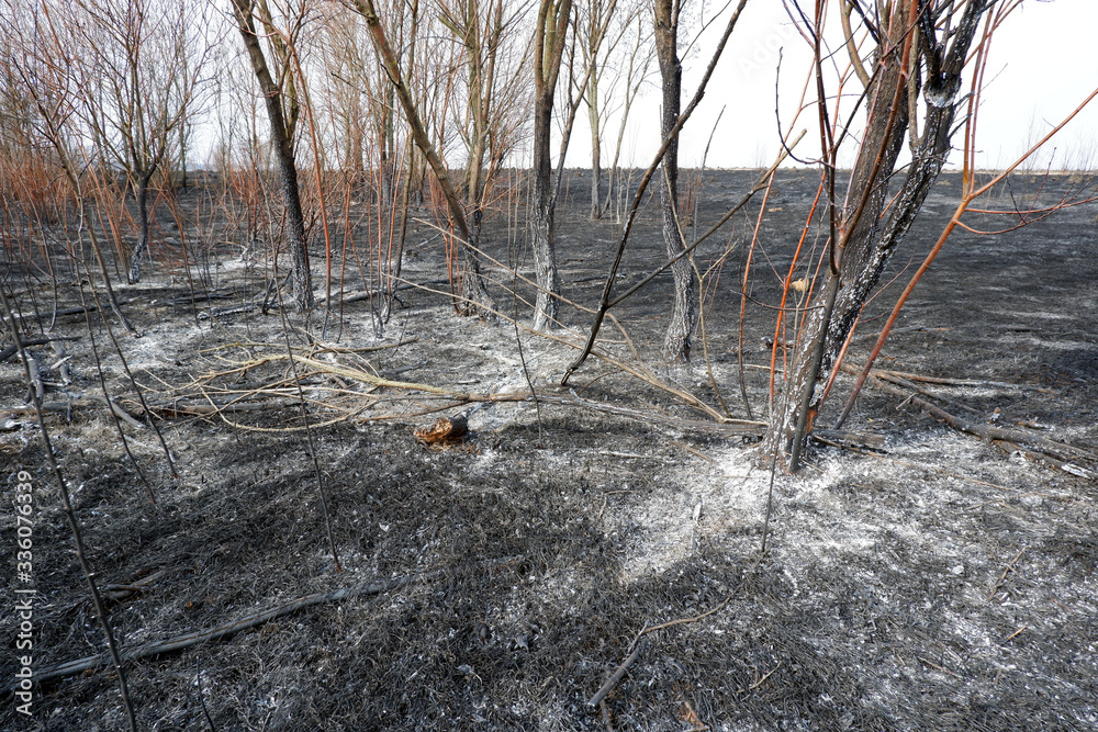Nature burnt after a wildfire, burnt forest and grass natural disaster ...
