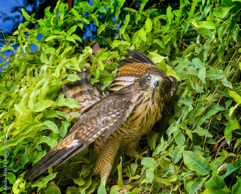 The variable hawk (Geranoaetus polyosoma) is a polymorphic species of ...