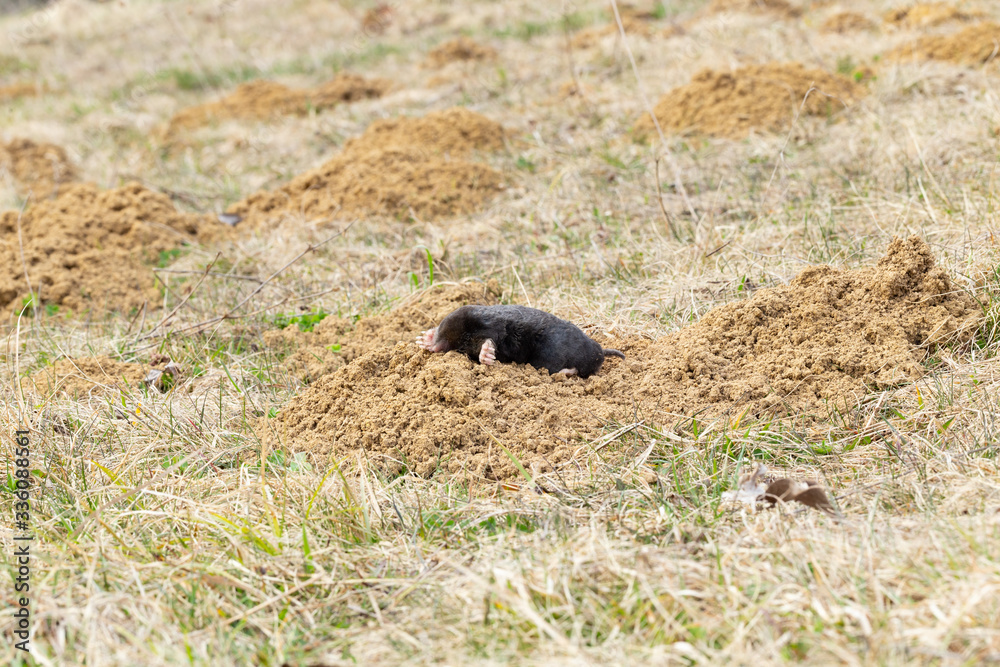 Foto de The European mole (Talpa europaea) is a mammal of the order ...