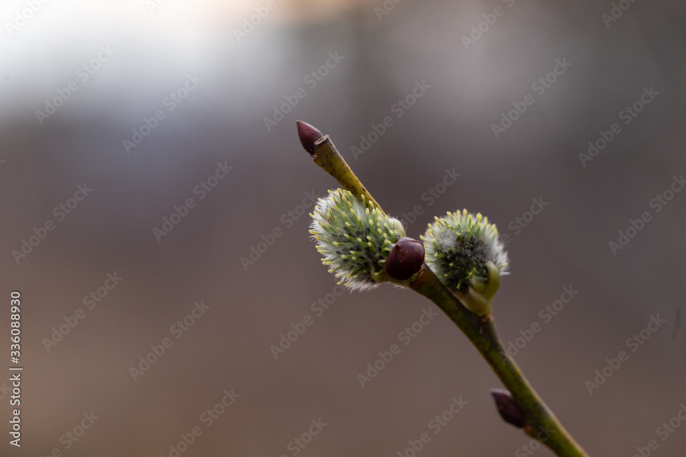 Salix caprea (goat willow, also known as the pussy willow or great ...