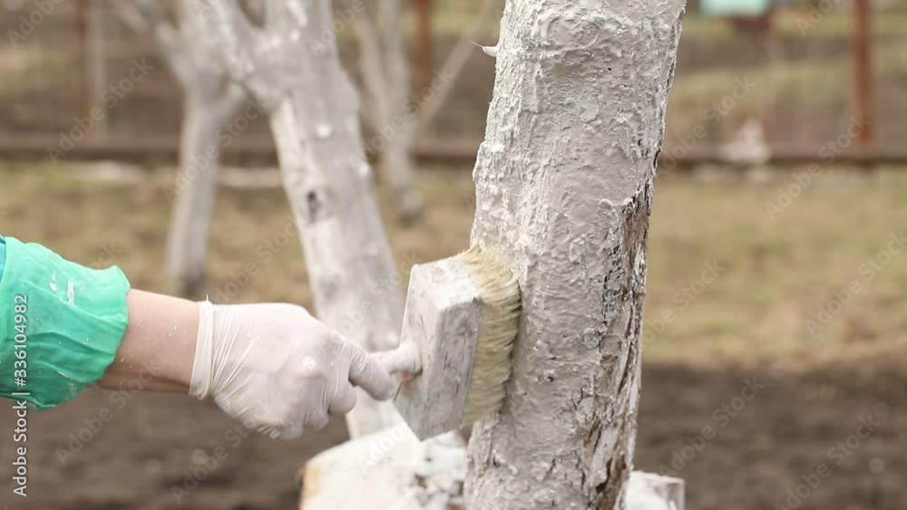 The farmer covers the tree with white paint to protect it from pests ...