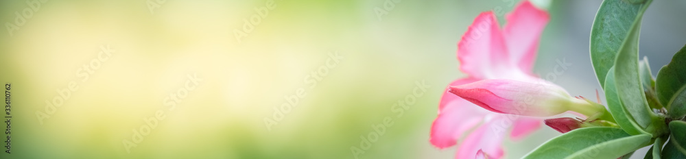 Nature of flower in garden using as cover page background natural flora ...