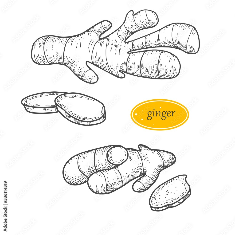Ginger hand drawn vector illustration.Detailed engraving style sketch ...
