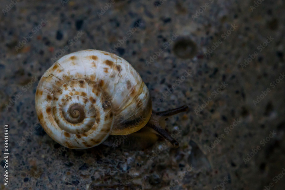 Snail macro photo. Snail in its natural habitat. Snails in the grass ...