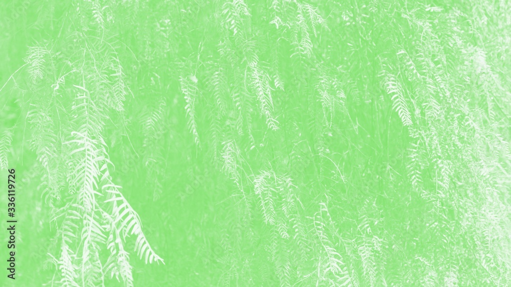 Light spring green background with branches of willow patterns, 16:9 ...