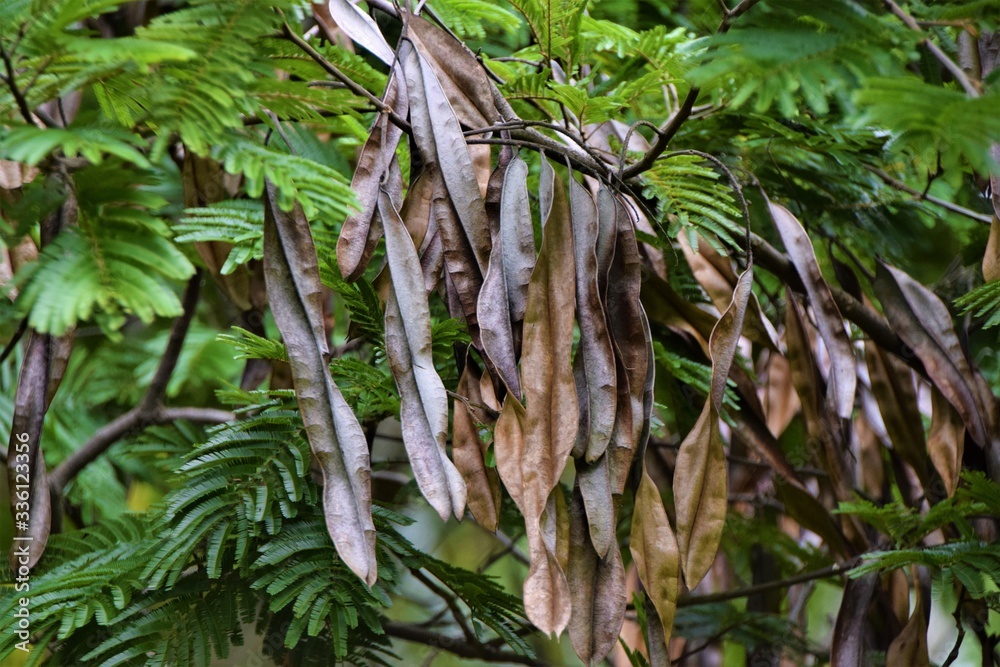 Monkey Thorn tree Acacia galpinii seed pods and leaves detail Stock ...