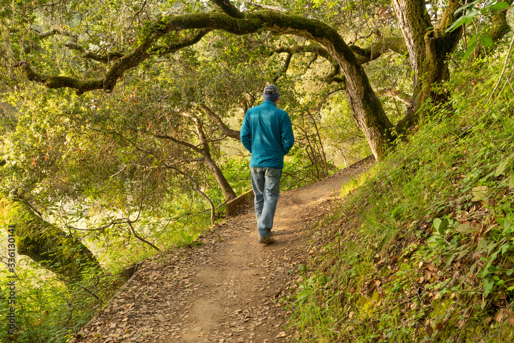 Man walking away from view on a trail through woods of enchanted oak ...