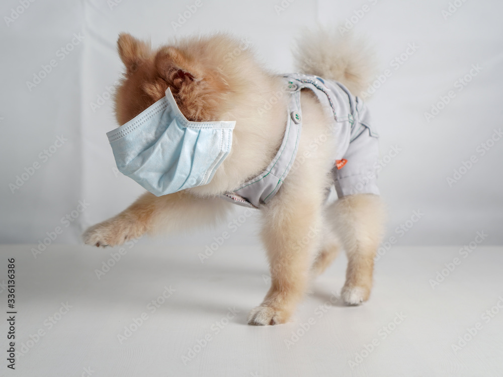 Virus, disease and pollution concept, small dog breeds or Pomeranian ...