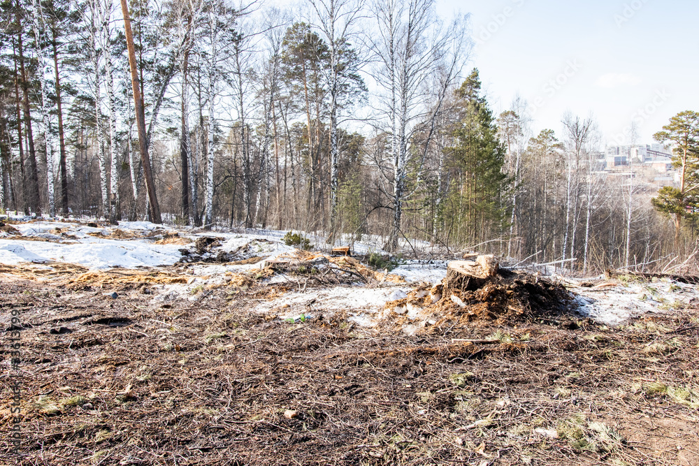Stump on the ground. Old stumps in the park in winter. Stumps on a ...