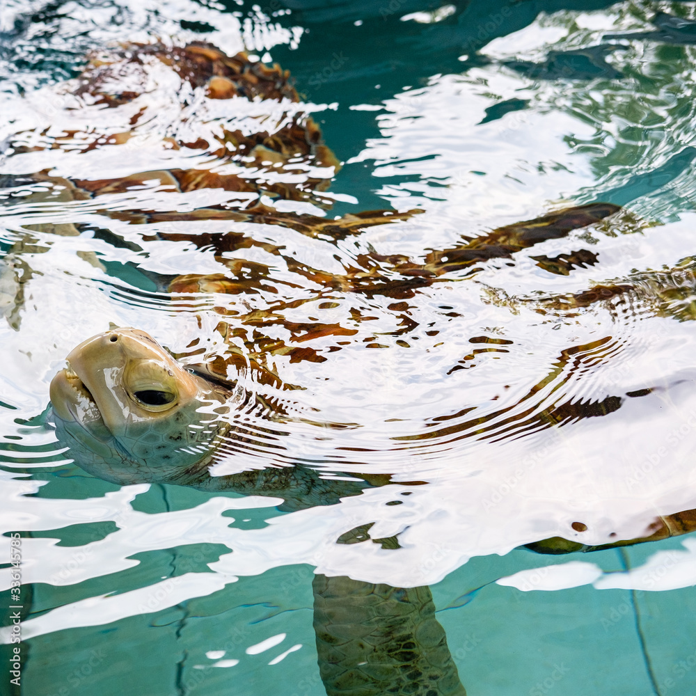 Sea turtle swimming in the pond, raise its heads above the water at Sea ...