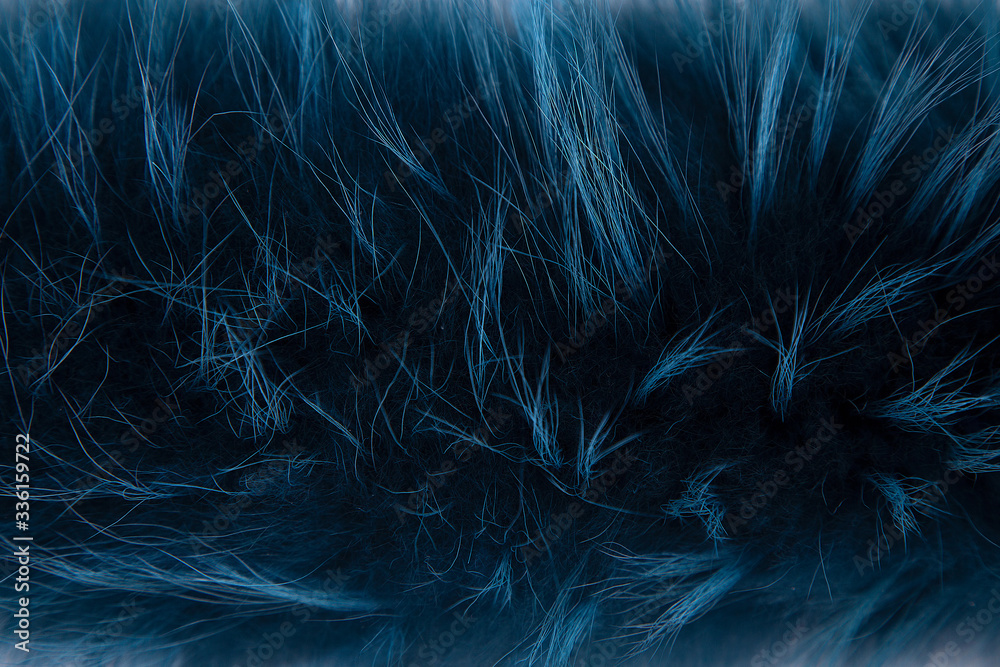 Texture of long-haired Arctic Fox fur, color dark blue. Close up ...