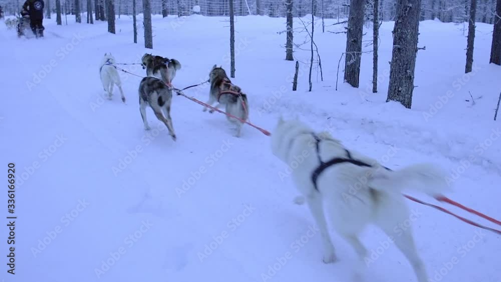 Slow motion of sled dogs, Siberian Husky, pulling a sled in a snowy ...