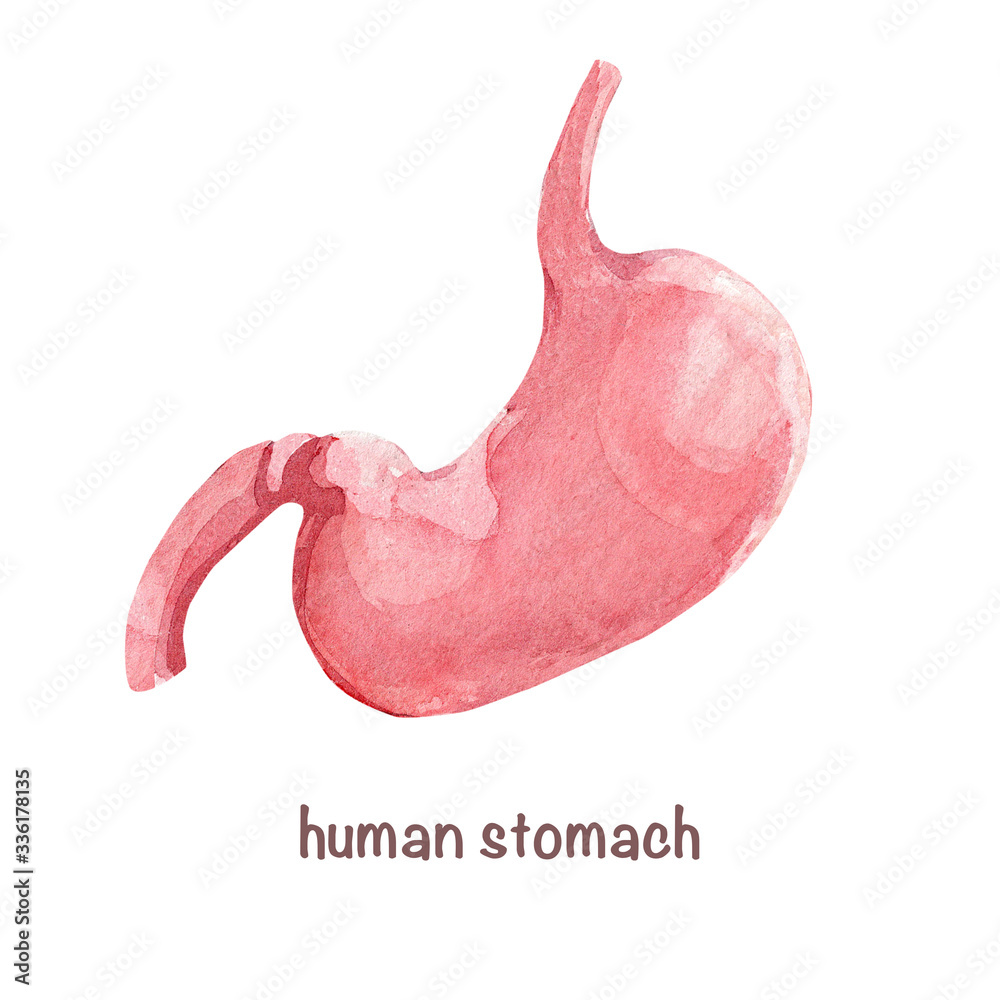 Watercolor stomach. Hand-drawn watercolor human organs isolated on ...