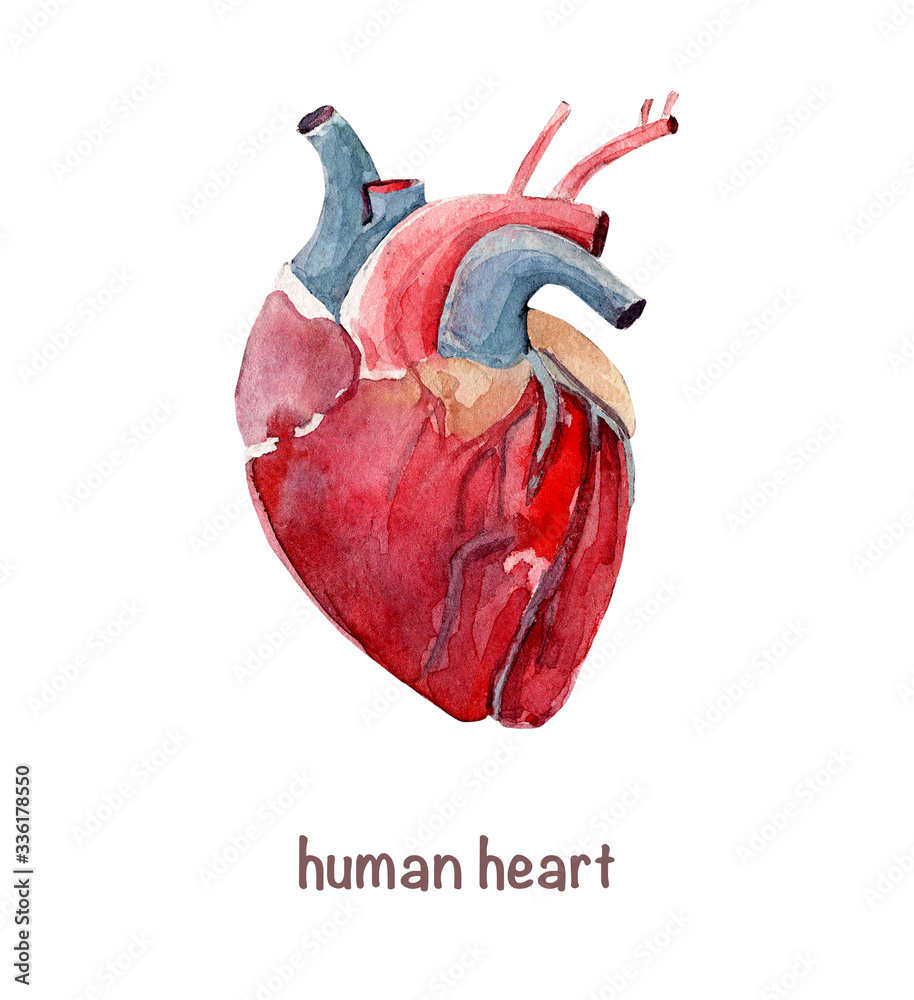 Watercolor heart. Hand-drawn watercolor human organs isolated on white ...
