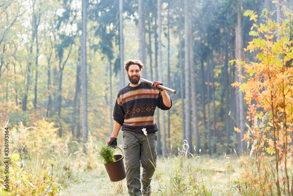 Forest worker with pine seedling for reforestation Stock Photo | Adobe ...
