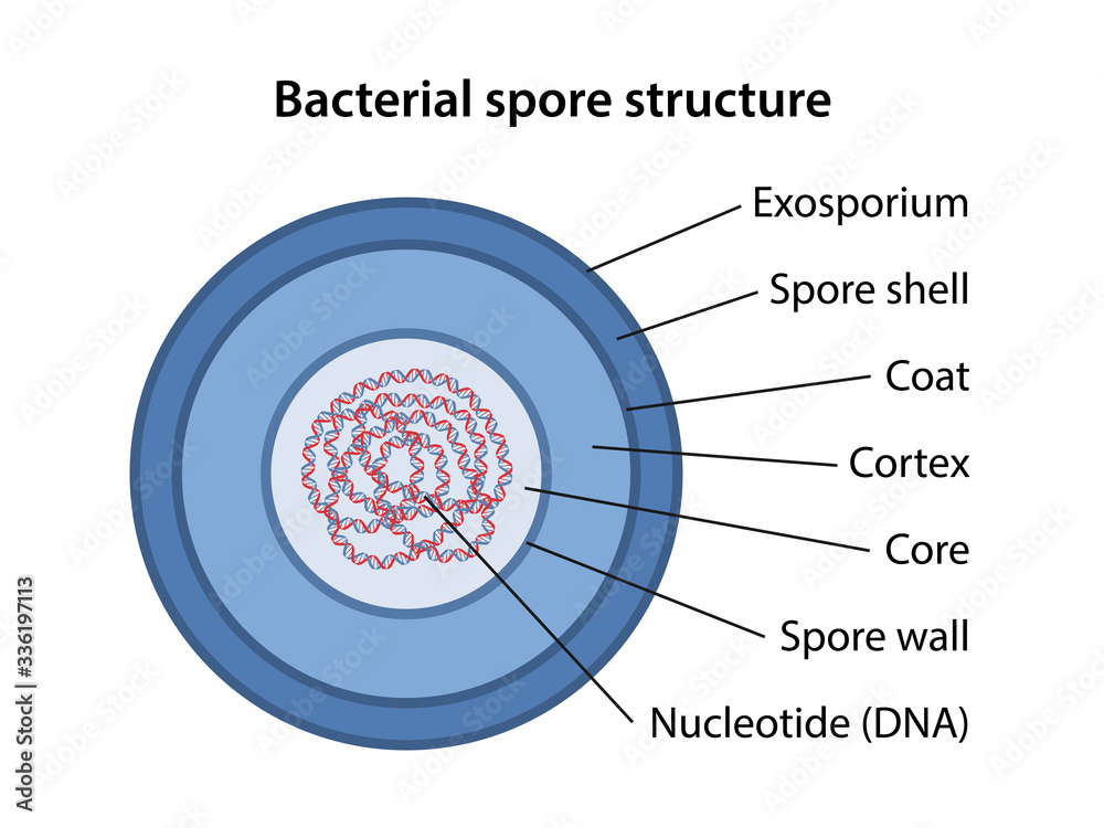 Photo & Art Print Bacterial spore structure with corresponding ...
