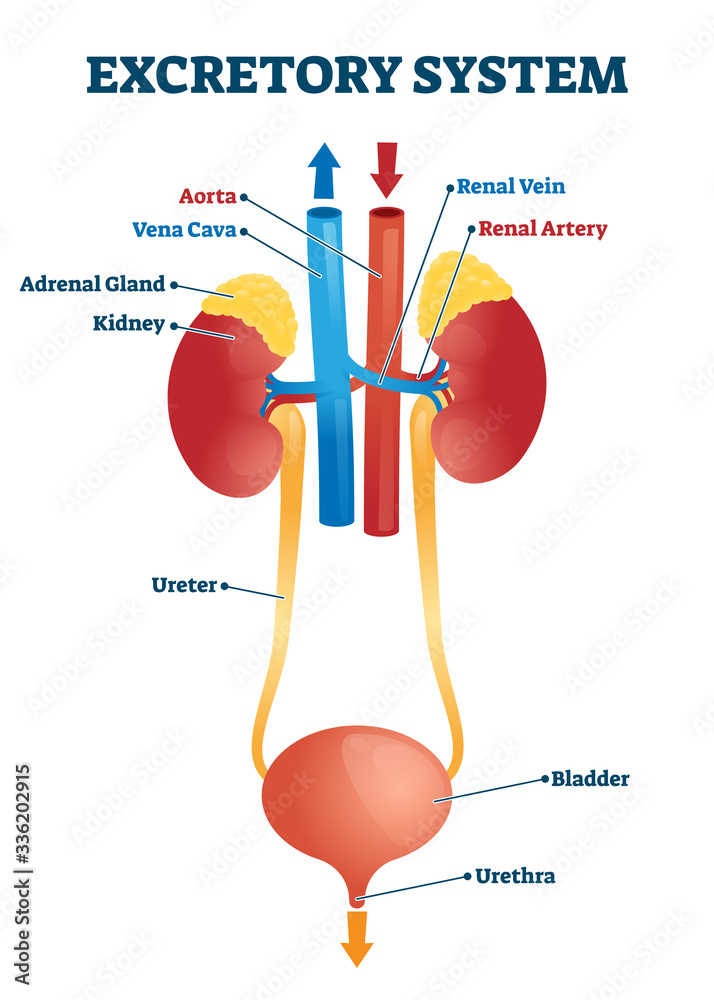 Obraz Excretory system vector illustration. Labeled educational organs ... Obraz Excretory system vector illustration. Labeled educational organs ...