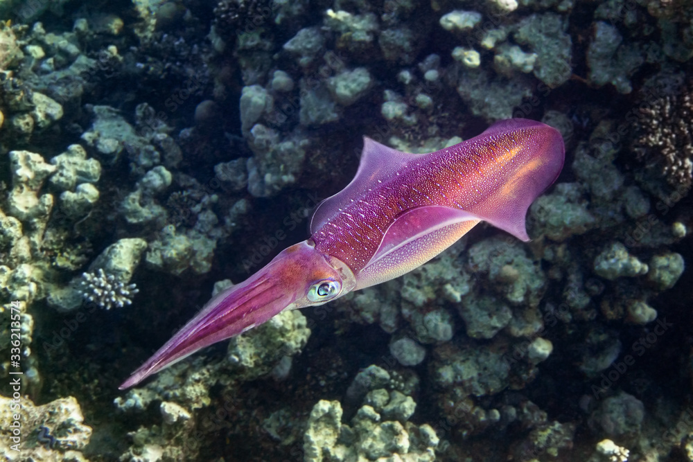 Reef Red Squid with Big Eyes Deep Underwater, Red Sea, Egypt. Ocean ...