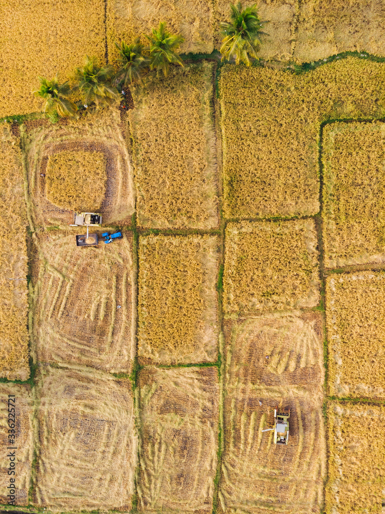 Lines pattern on rice field at harvesting with combine harvester and ...