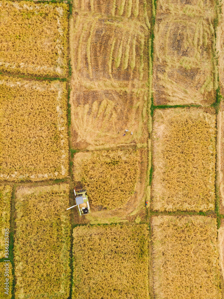 Lines pattern on rice field at harvesting with combine harvester and ...