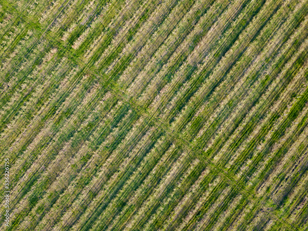 Field of young trees for planting forests. Aerial view from the drone ...