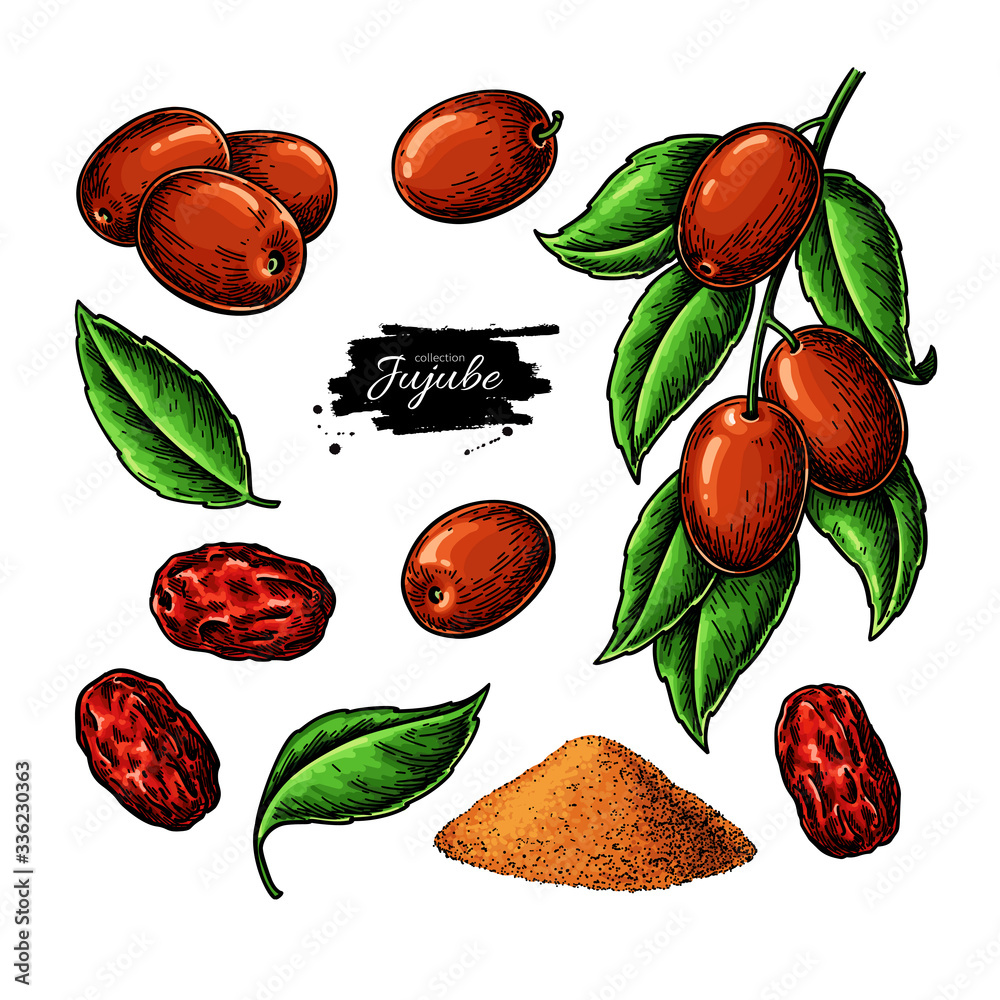 Jujube Vector Drawing Chinese Date Isolated Illustration Hand Drawn jujube-vector-drawing-chinese-date-isolated-illustration-hand-drawn