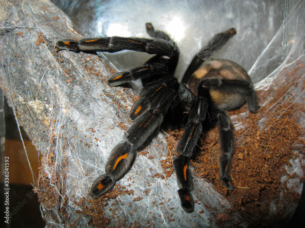 Psalmopoeus irminia tarantula spider on driftwoods covered with spider ...