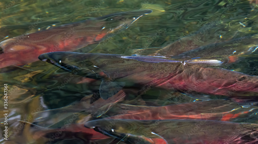 Red salmon dorsal fin breaks the water surface as it swims up stream ...