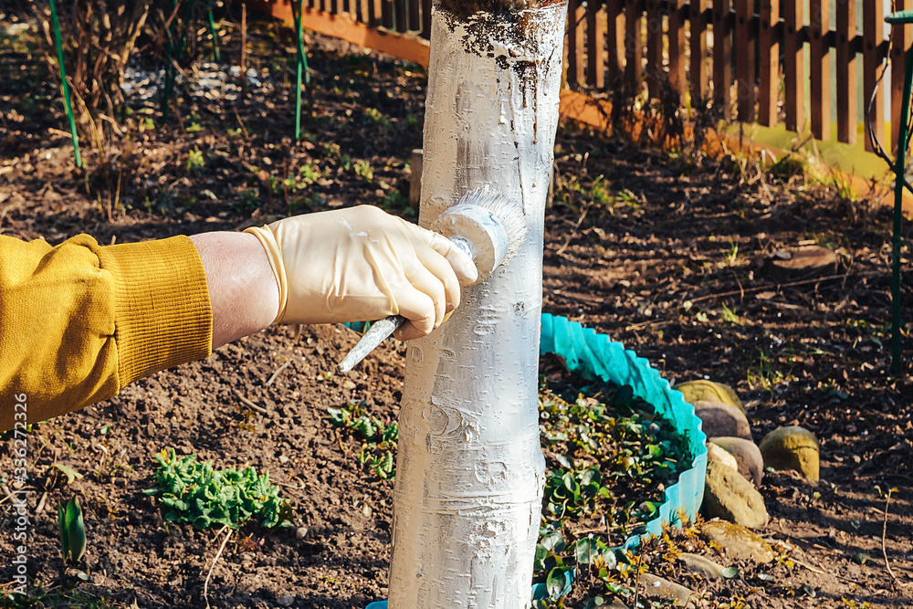 Brush in hand bleaches the trunk of a fruit tree preparing the garden ...