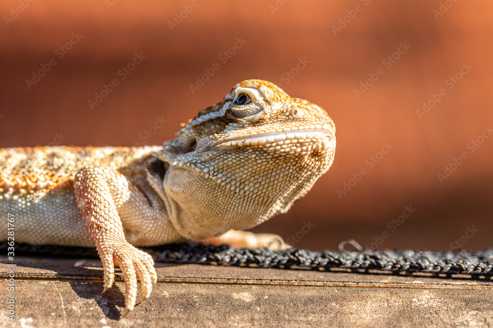 Pogona vitticeps, the central (or inland) bearded dragon, is a species ...