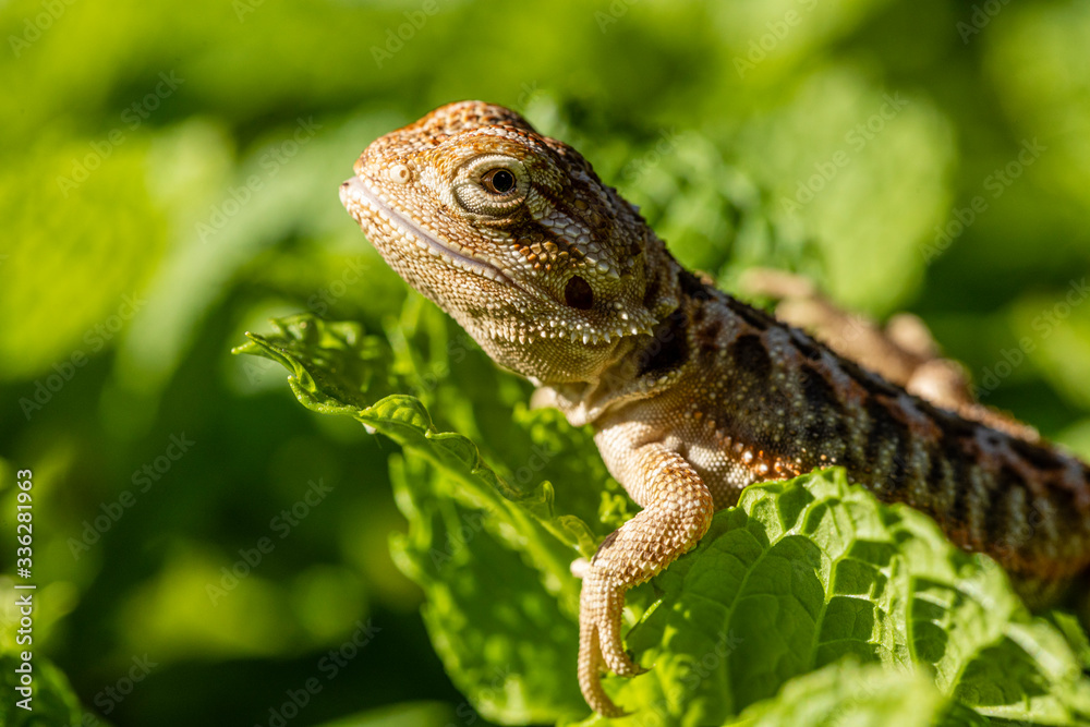 Foto de Pogona vitticeps, the central (or inland) bearded dragon, is a ...