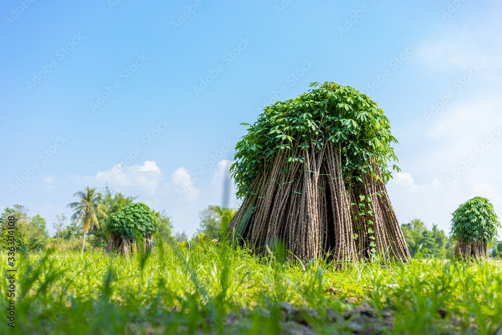 Tapioca fields. Grow cassava. preparing for Cassava field planting ...