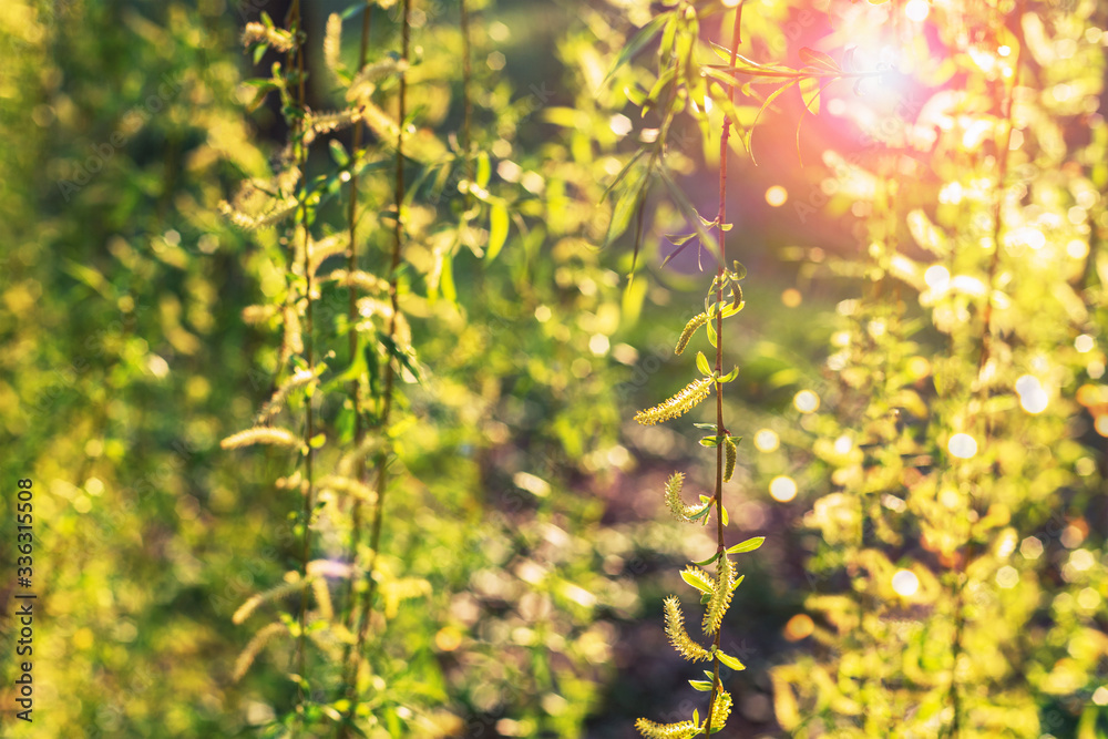Weeping willow tree foliage against sun. Natural spring background ...