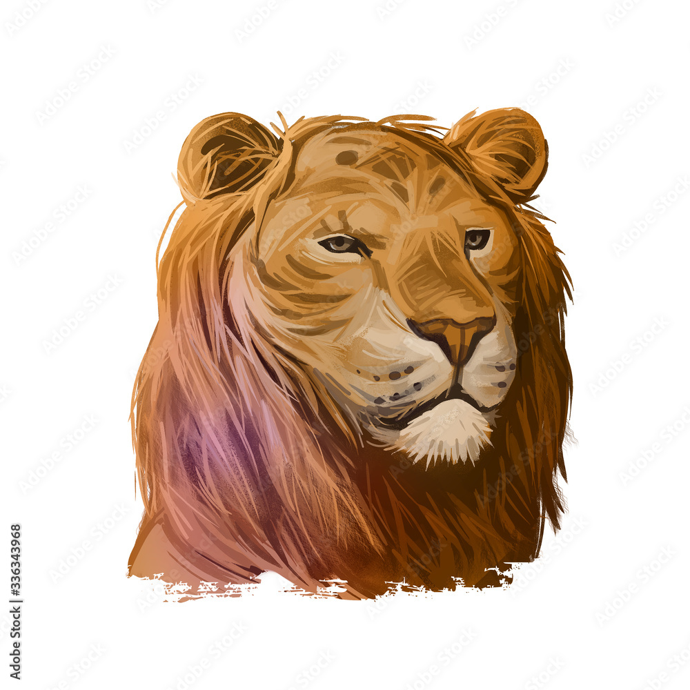 Tigon animal watercolor portrait in closeup. Animalistic drawing of ...