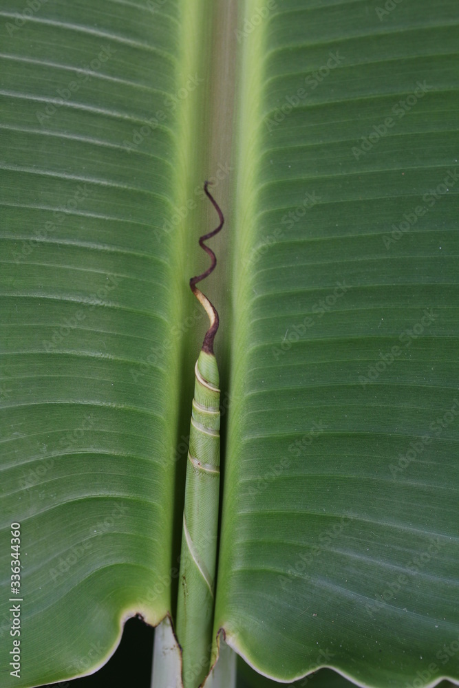 feuille de bananier Stock Photo | Adobe Stock