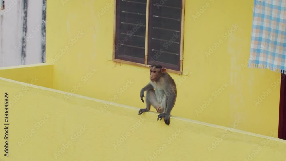 Funny monkey resting sitting balcony on yellow building background ...