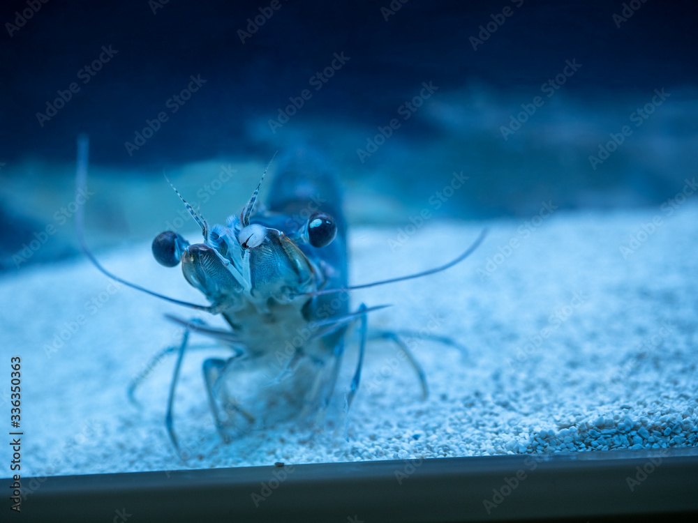Vannamei shrimp, whiteleg shrimp, Pacific white shrimp or king prawn ...