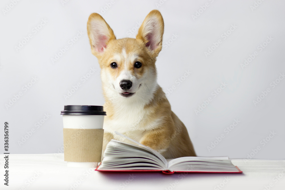 Corgi Reading