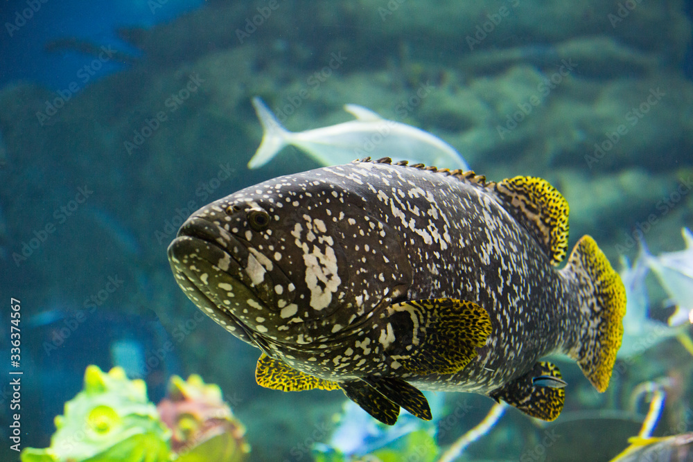 Fish under water. Grouper fish. Fish in an aquarium underwater. Stock ...
