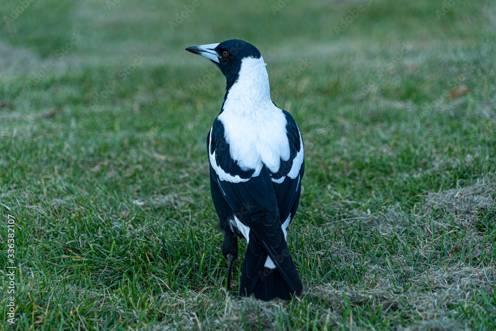 Australian Magpie full body shot showing white and black plumage and ...