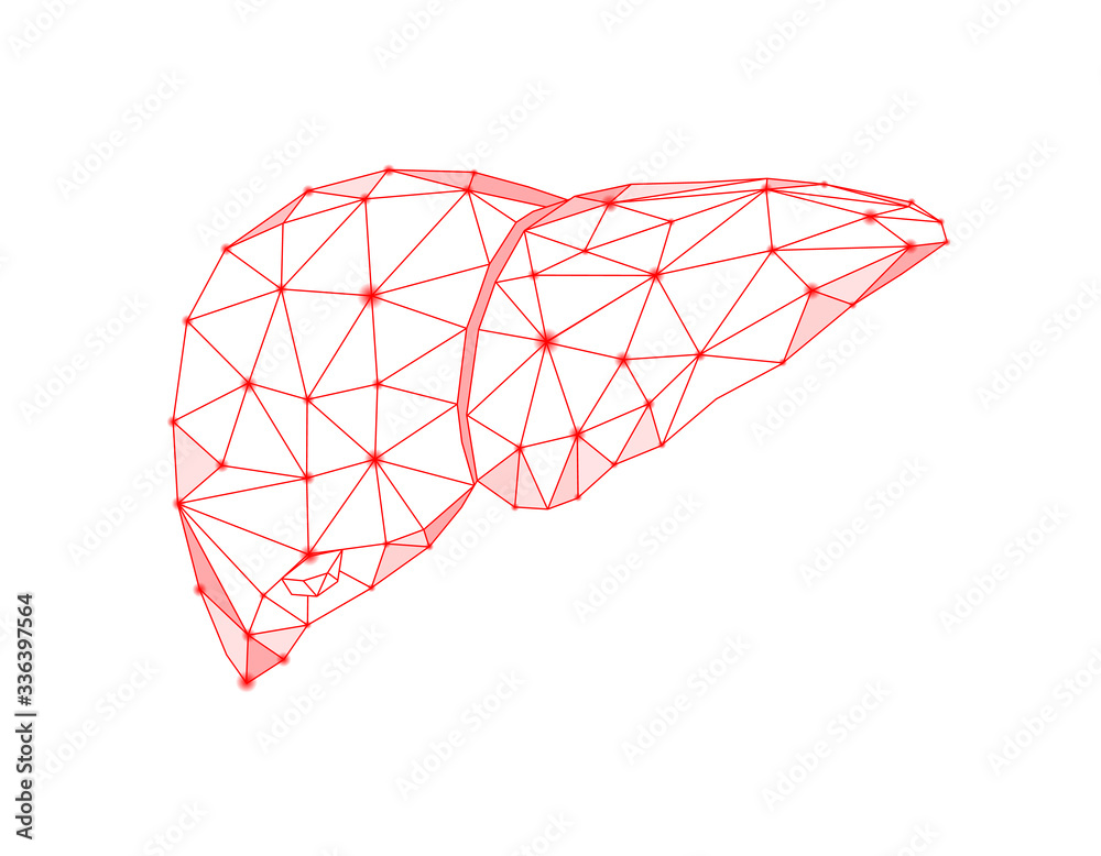 Human liver, abstract polygonal line. Human internal organs. Medicine ...